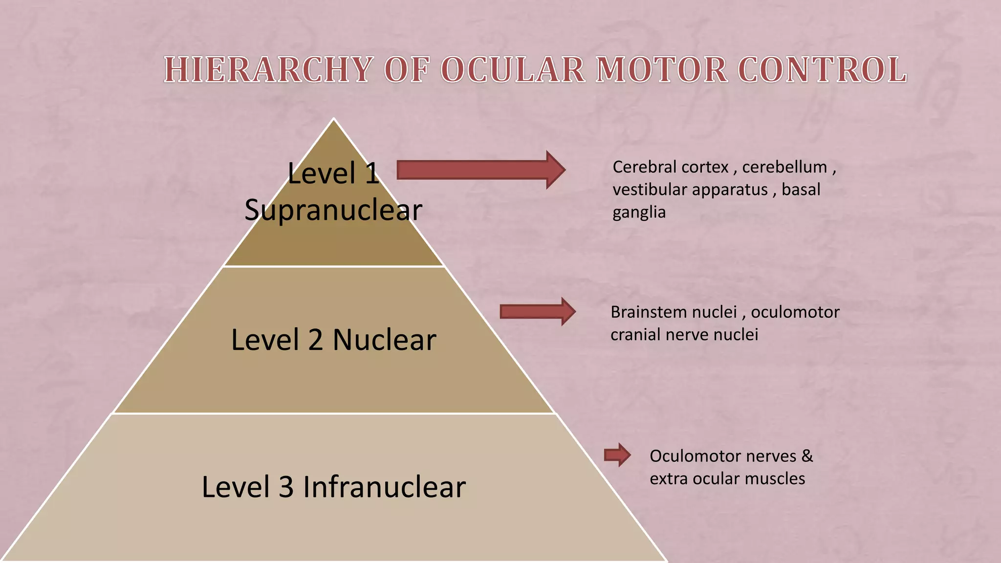 Supranuclear control of eye movements | PPTX