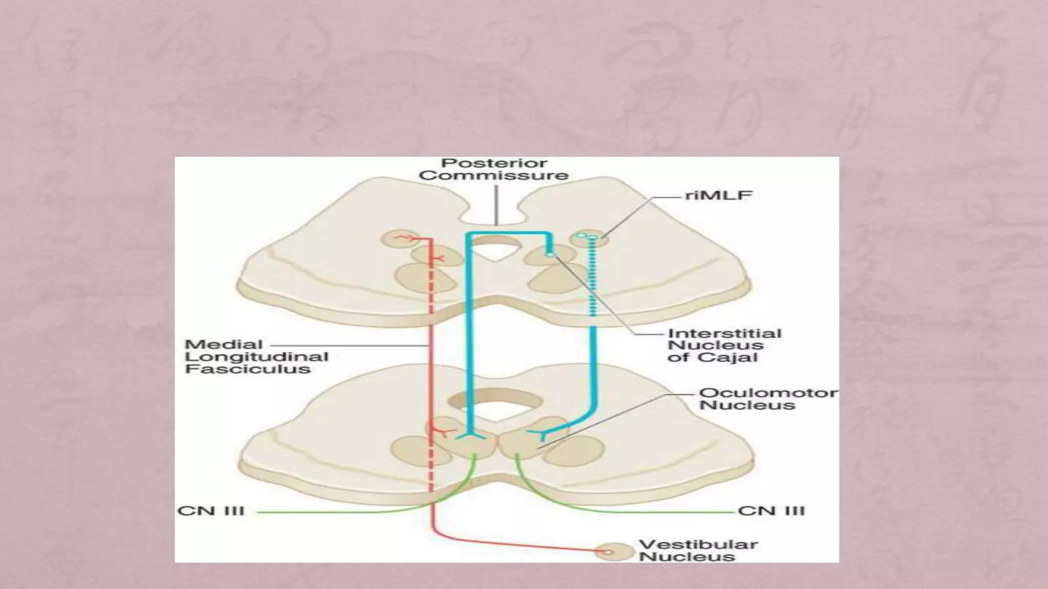 Supranuclear control of eye movements | PPTX