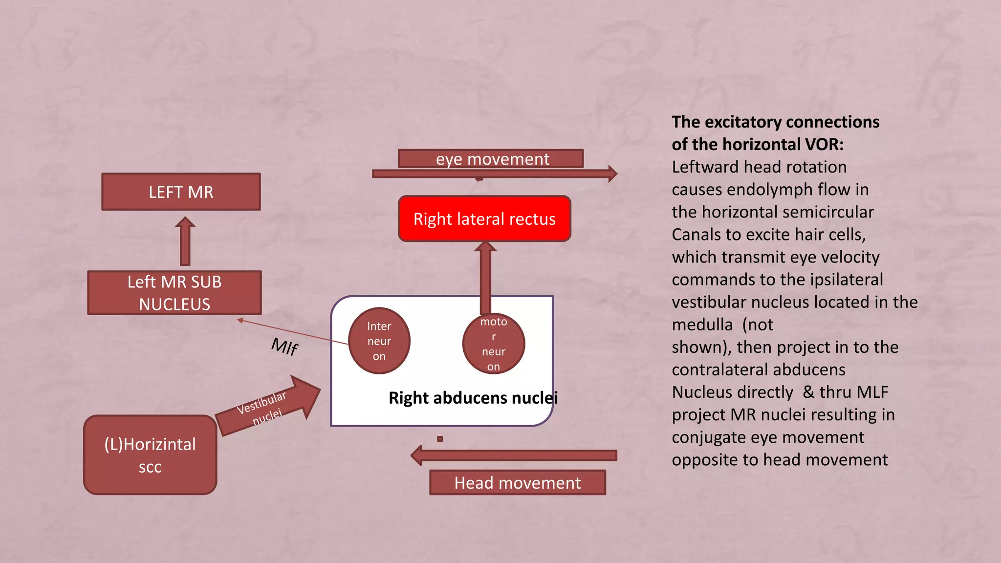 Supranuclear control of eye movements | PPTX