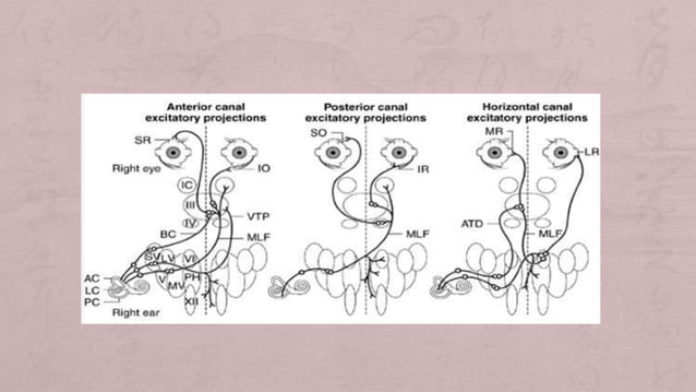 Supranuclear control of eye movements | PPTX