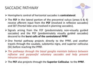 Supranuclear control of gaze | PPTX