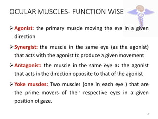 Supranuclear control of gaze | PPTX