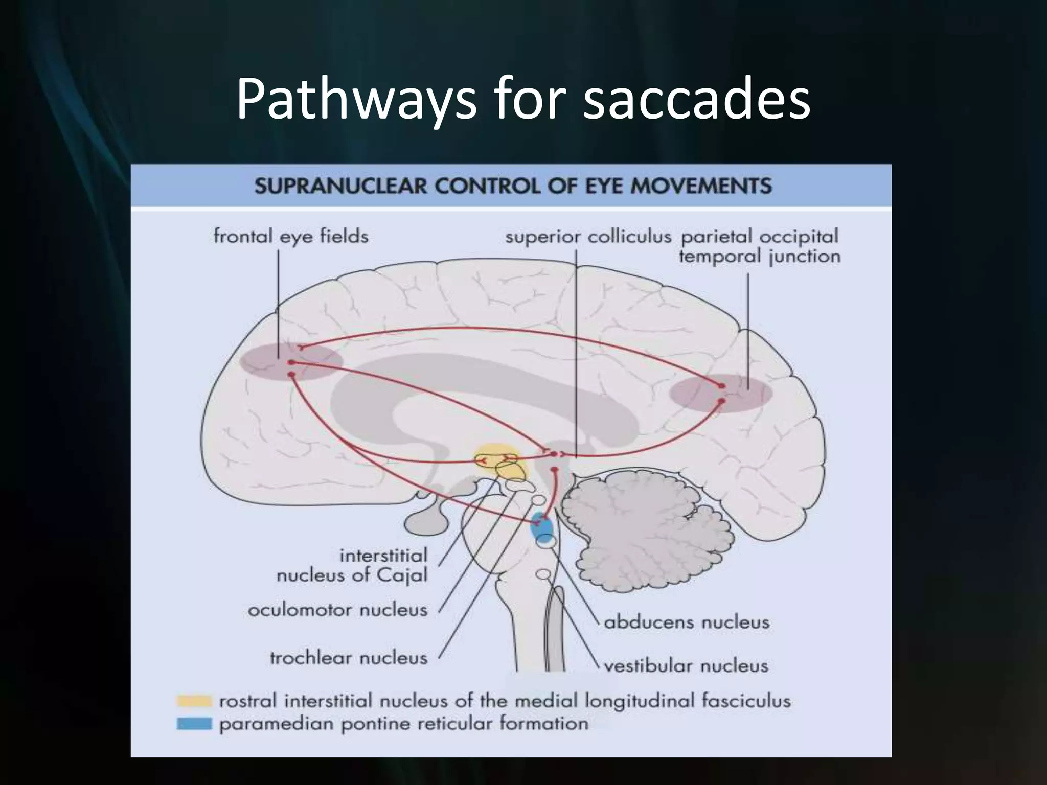 Supranuclear disorders of ocular motility | PPTX