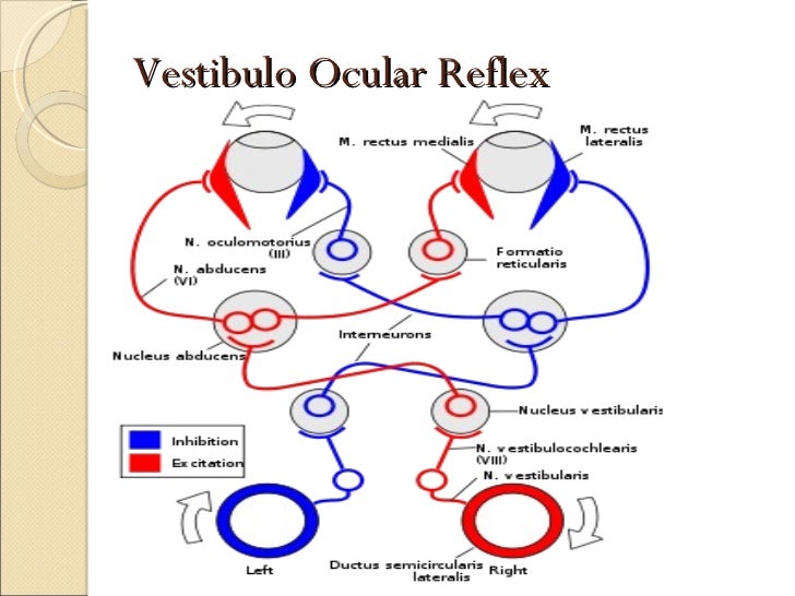 Supranuclear eye movement control (1)