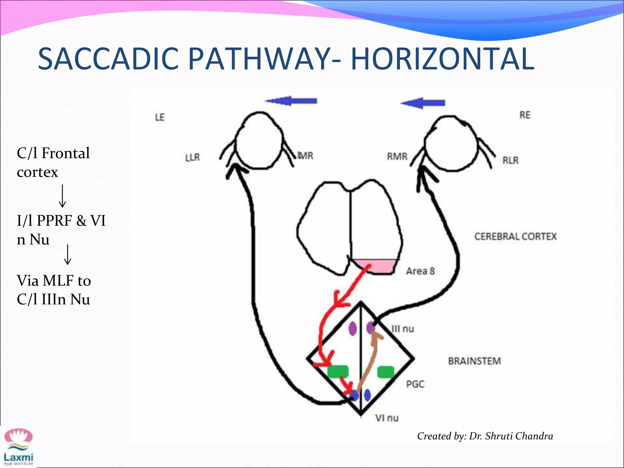 Supranuclear pathways and lesions | PPTX