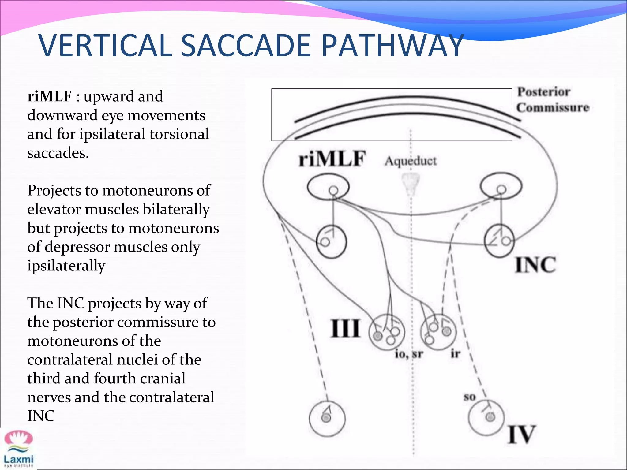 Supranuclear pathways and lesions | PPTX