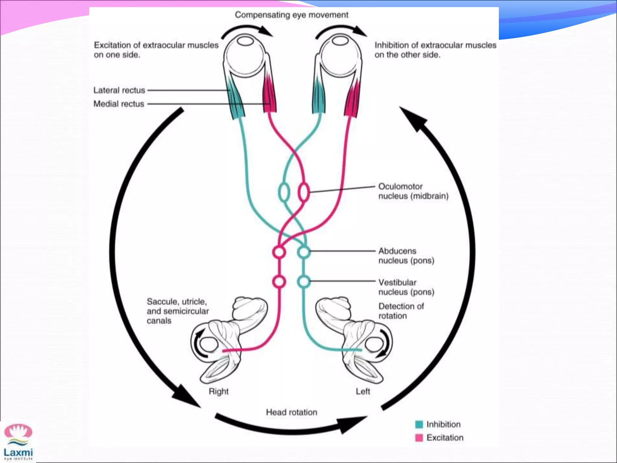 Supranuclear pathways and lesions | PPTX