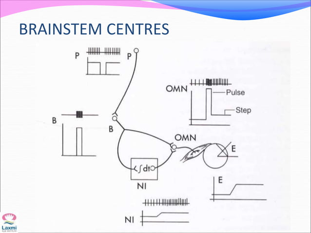 Supranuclear pathways and lesions | PPTX