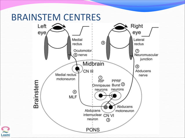 Supranuclear pathways and lesions | PPT