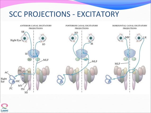 Supranuclear pathways and lesions | PPTX