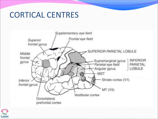 Supranuclear pathways and lesions | PPTX