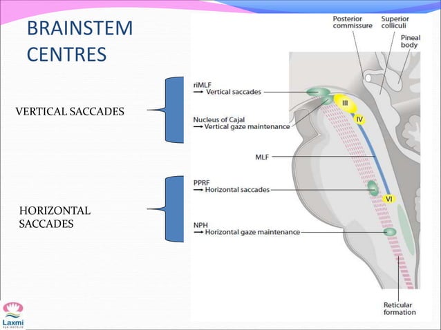 Supranuclear pathways and lesions