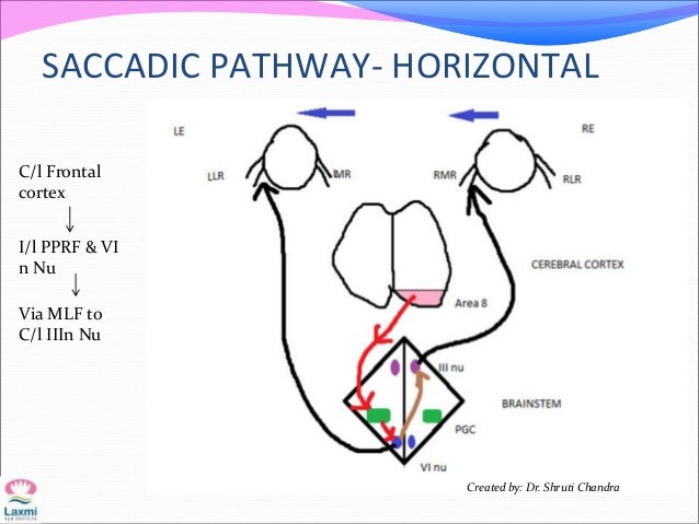 Supranuclear pathways and lesions