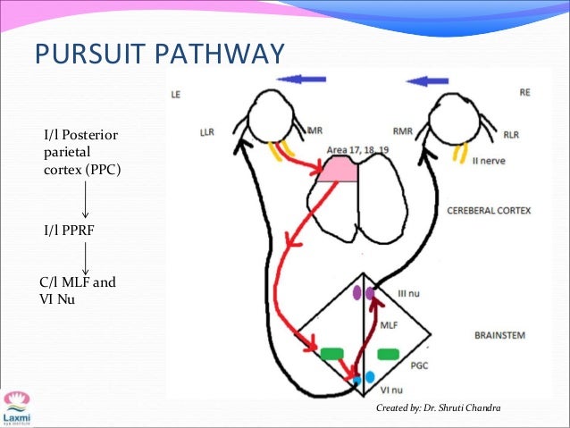 Supranuclear pathways and lesions