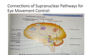 Supranuclear control of eye movements in ophthalmology | PPTX
