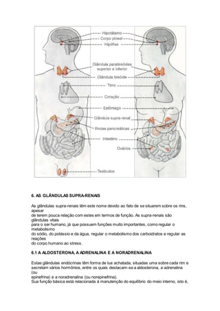 Supra renais | PDF