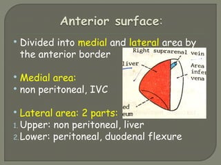general Anatomy of suprarenal gland .ppt