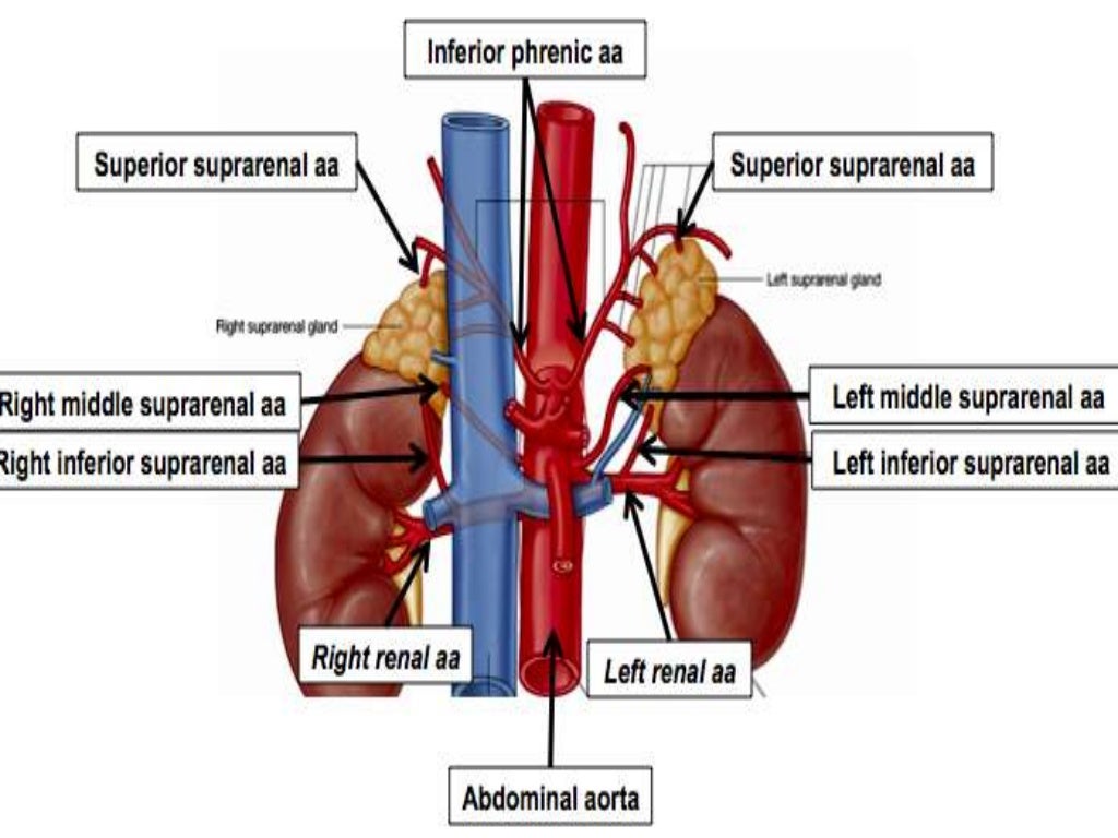 Suprarenal glands