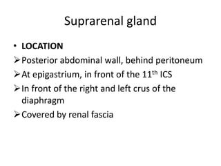 Suprarenal glands, ovary and testis | PPTX