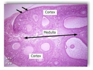 Ovary Medulla Histology