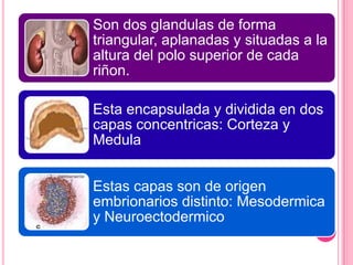 Suprarrenal | PPTX