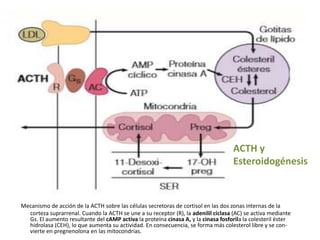 Glandula Suprarrenal | PPTX