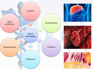 FISIOLOGIA II - Suprarrenal | PPTX