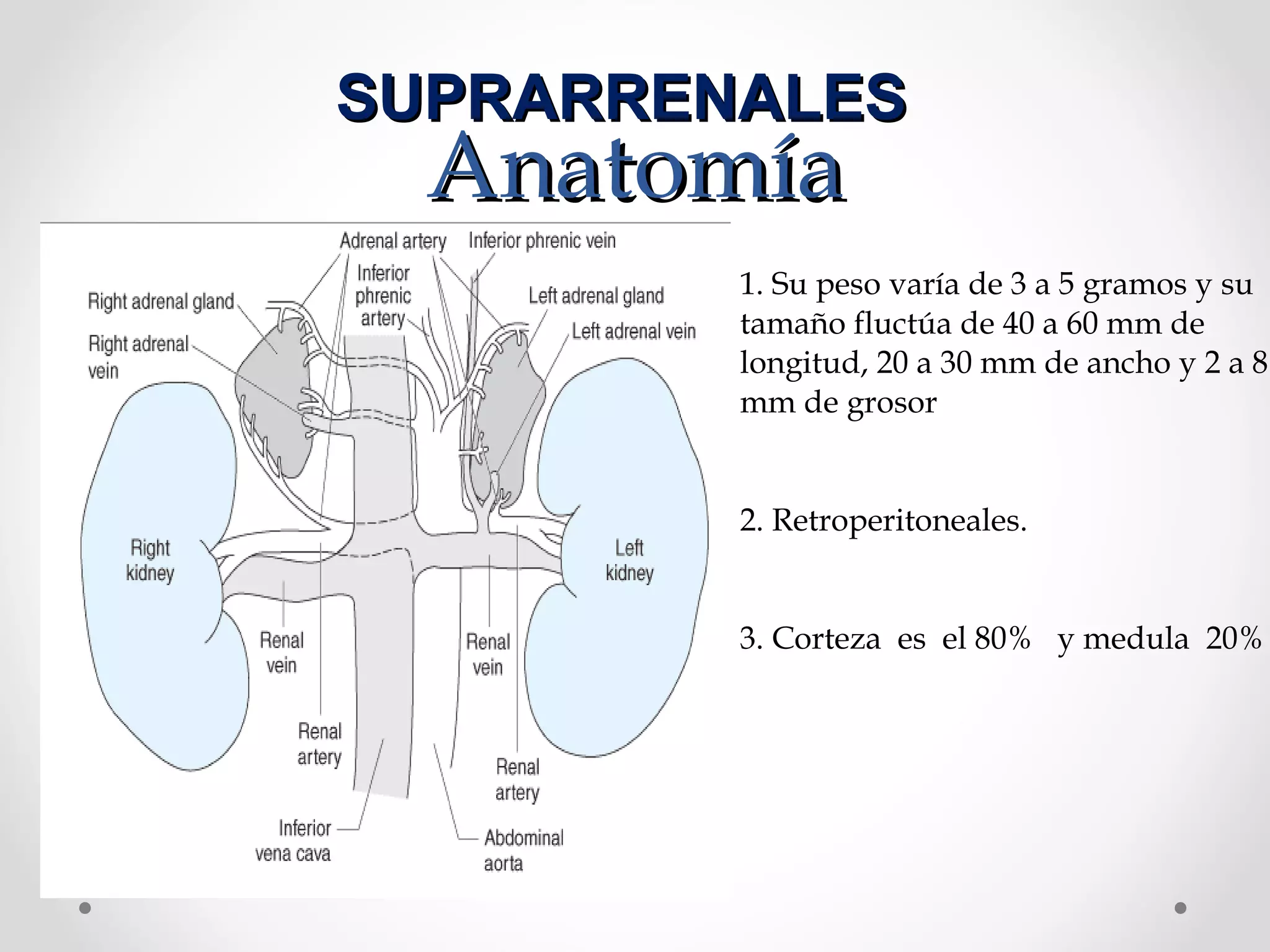 Suprarrenales | PPT