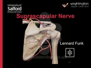 Suprascapular Nerve