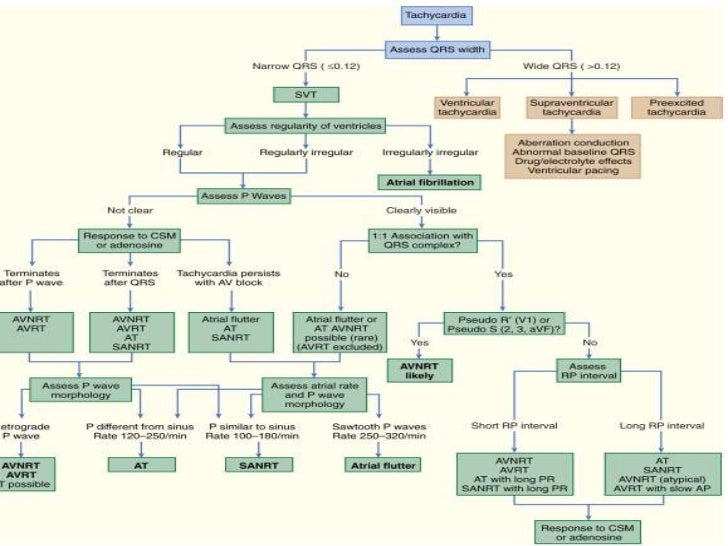 Supraventricular tachycardias
