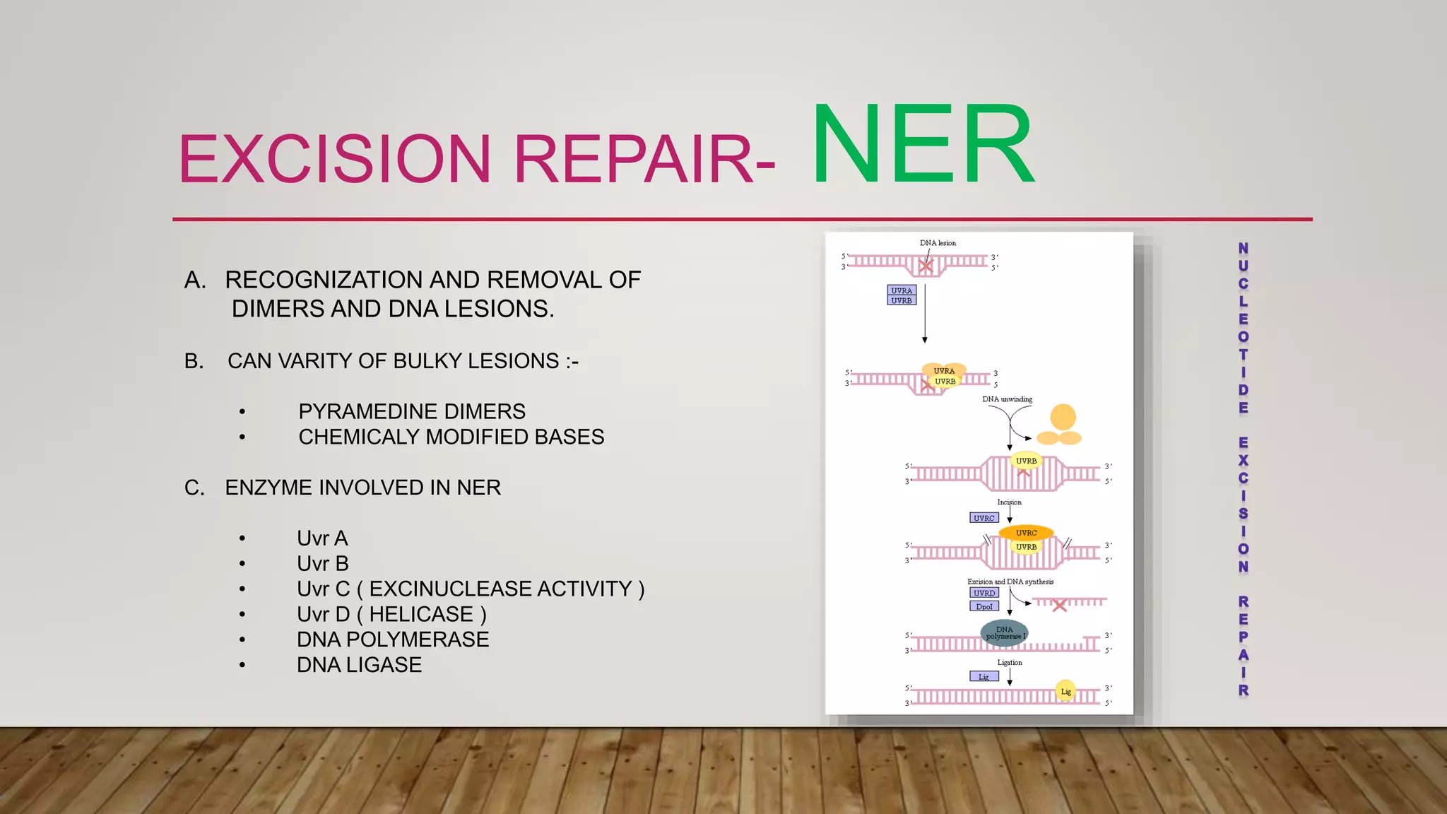 DNA REPAIR PPT IN SHORT UNDER 15 PAGES | PPTX