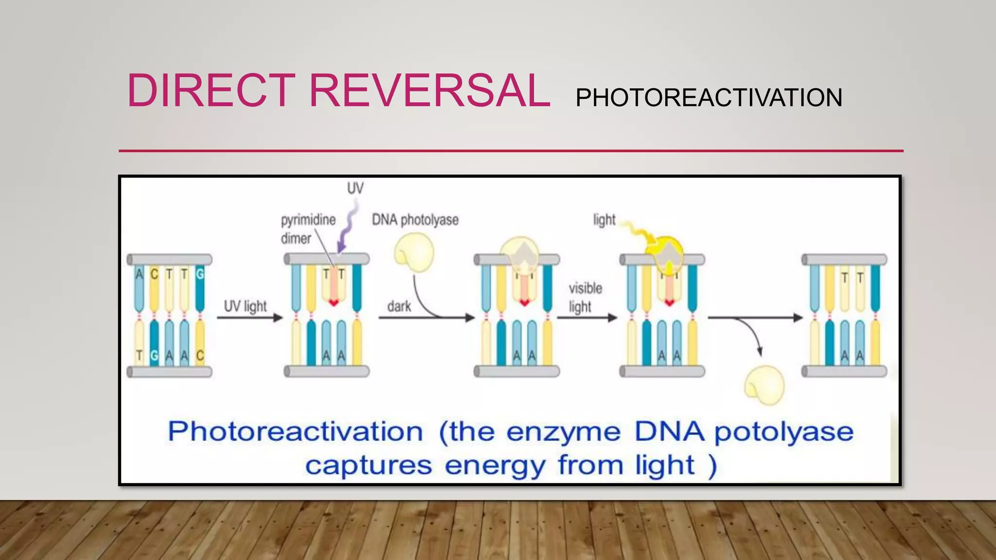 DNA REPAIR PPT IN SHORT UNDER 15 PAGES | PPTX