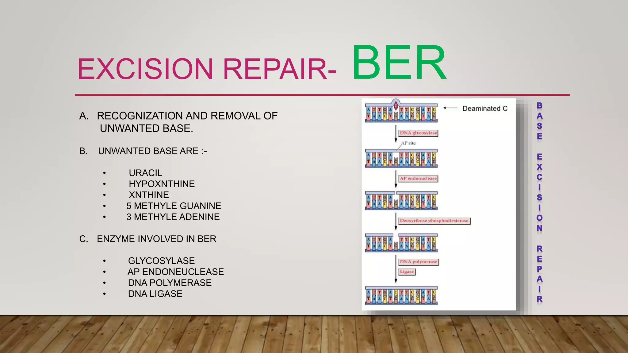 DNA REPAIR PPT IN SHORT UNDER 15 PAGES | PPTX