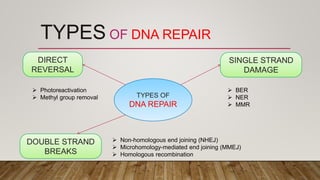 DNA REPAIR PPT IN SHORT UNDER 15 PAGES | PPTX