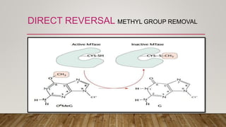 DNA REPAIR PPT IN SHORT UNDER 15 PAGES | PPTX