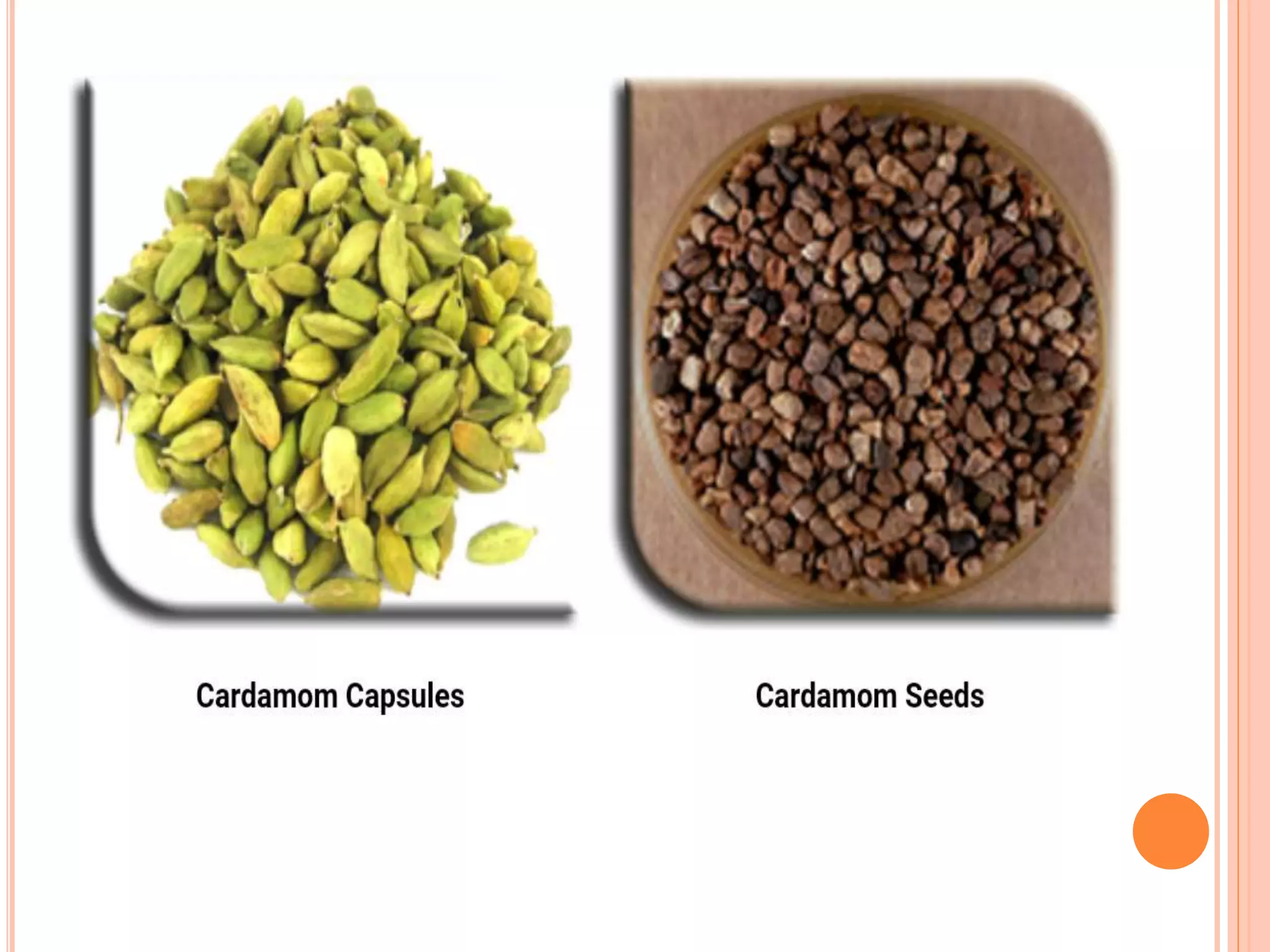 cardamom production technology | PPTX