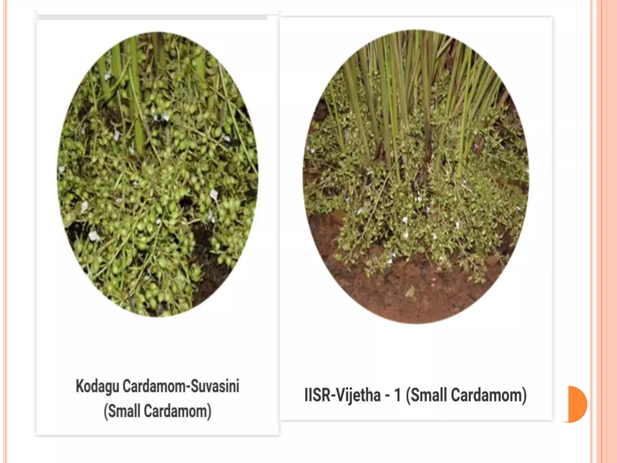 cardamom production technology | PPTX