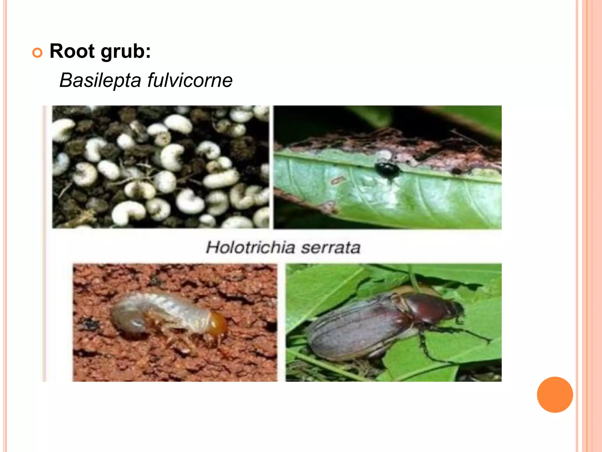 cardamom production technology | PPTX