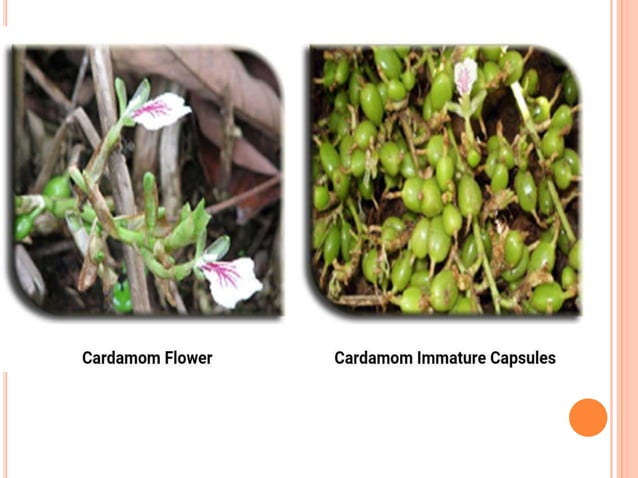 cardamom production technology | PPTX | Gardening | Home & Garden