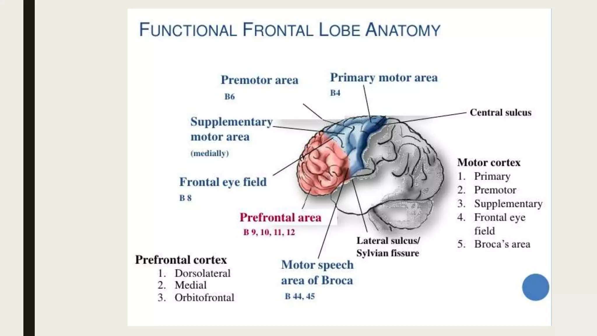 Supratentorial brain tumours | PPTX | Brain and Nervous System ...