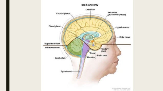 Supratentorial brain tumours