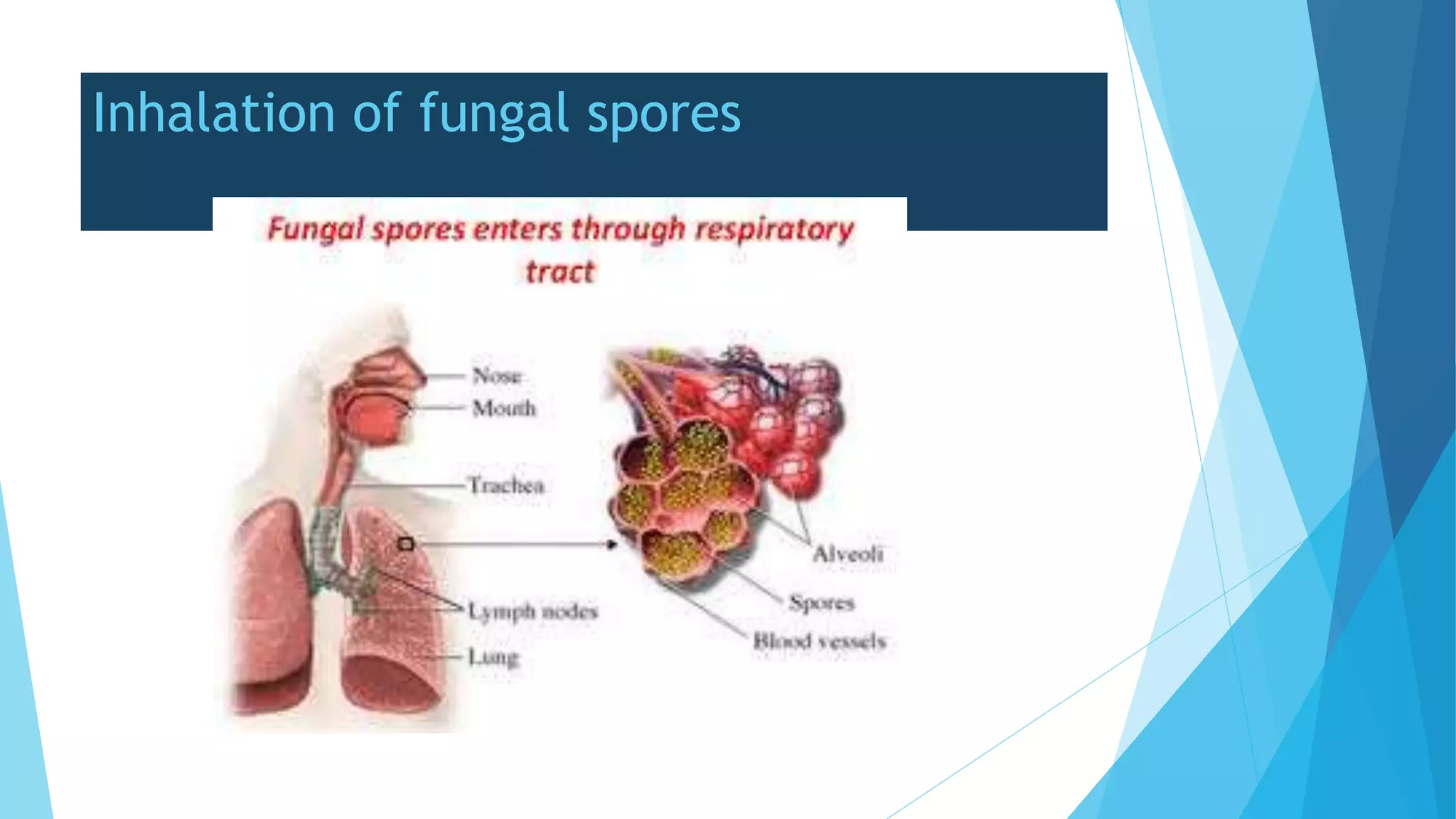 Fungal diseases(MYCOSES) | PPTX