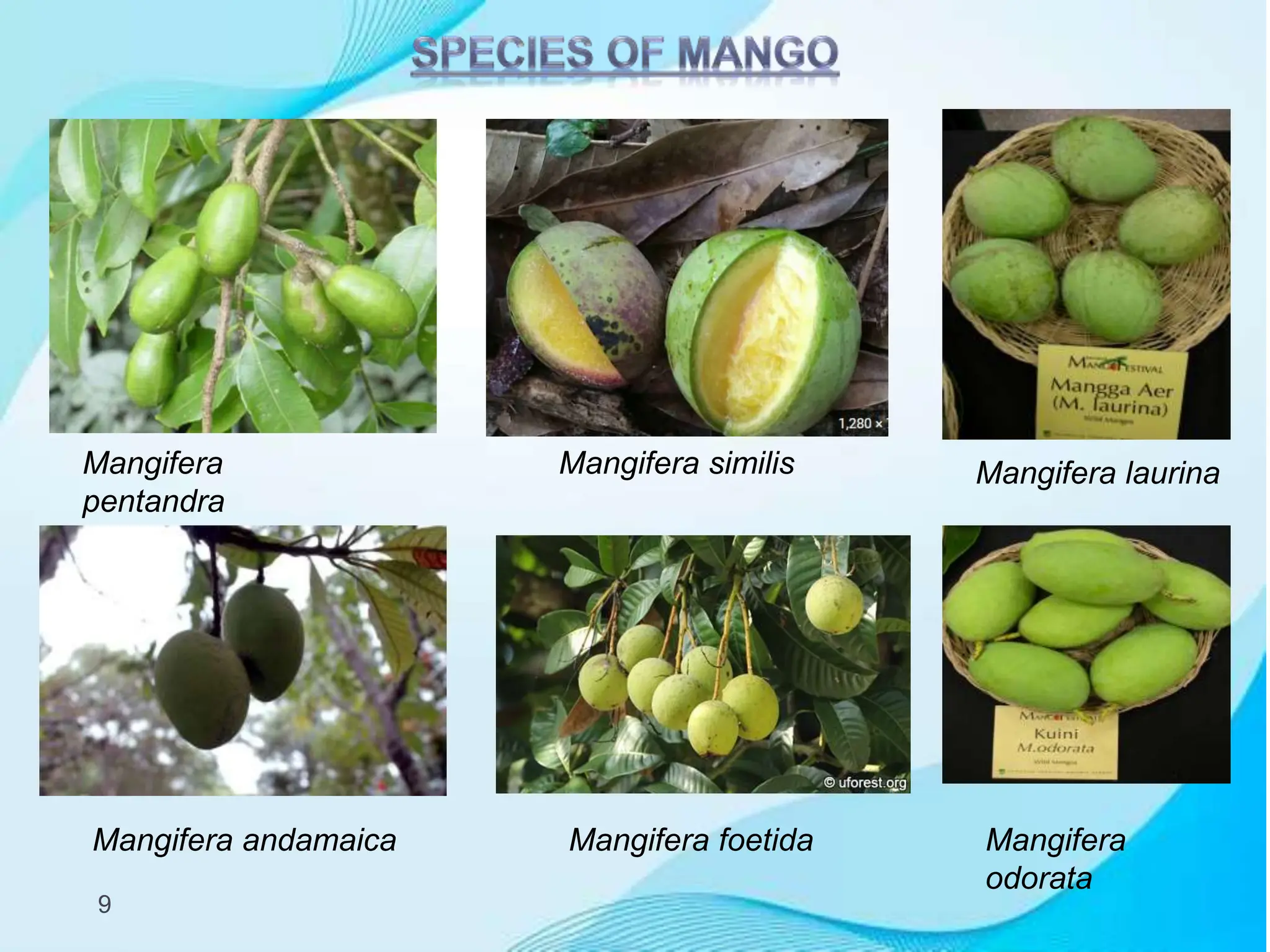 TAXONOMICAL CLASSIFICATION ,ORIGIN AND DISTRIBUTION OF MANGO , BANANA ...