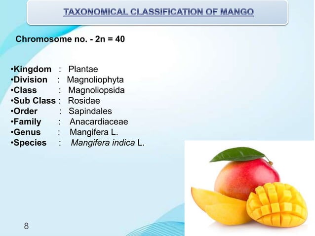 TAXONOMICAL CLASSIFICATION ,ORIGIN AND DISTRIBUTION OF MANGO , BANANA ...