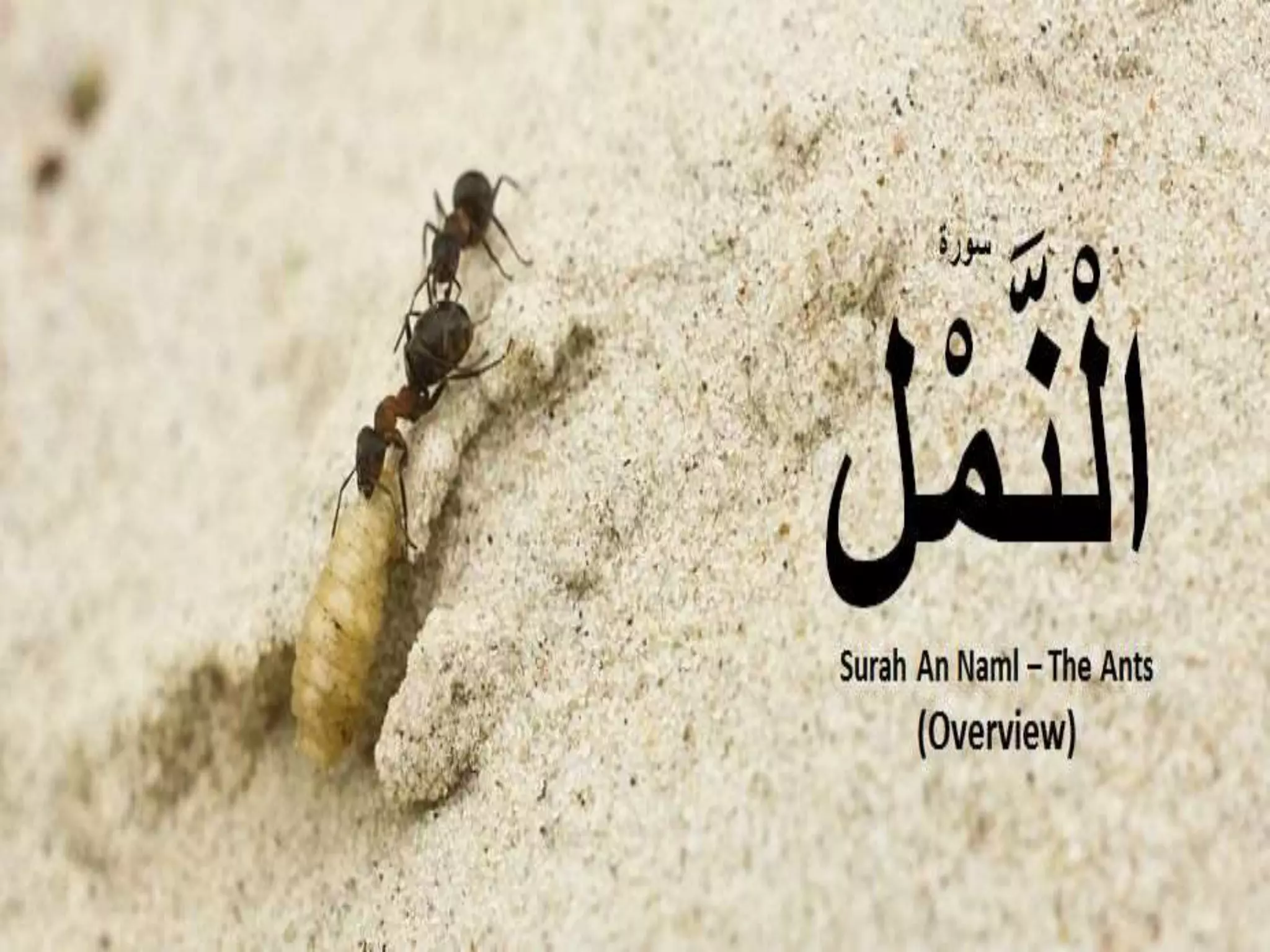 Surah an Naml 2021 JTQ English | PPT