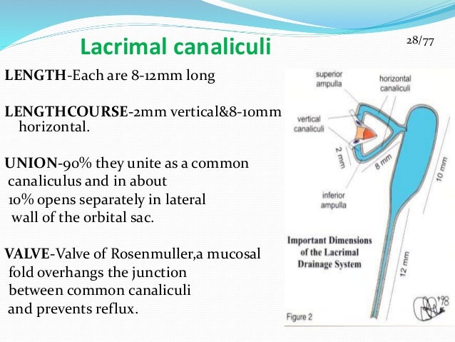 Suraj ..lacrimal appartus ppt (2)