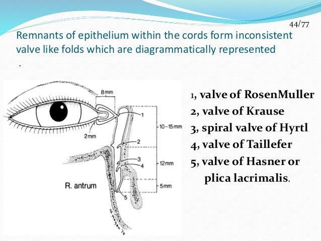 Suraj ..lacrimal appartus ppt (2)