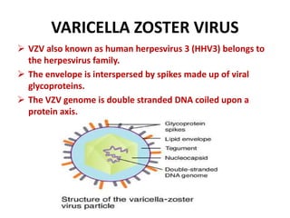 Chicken Pox Virus Structure