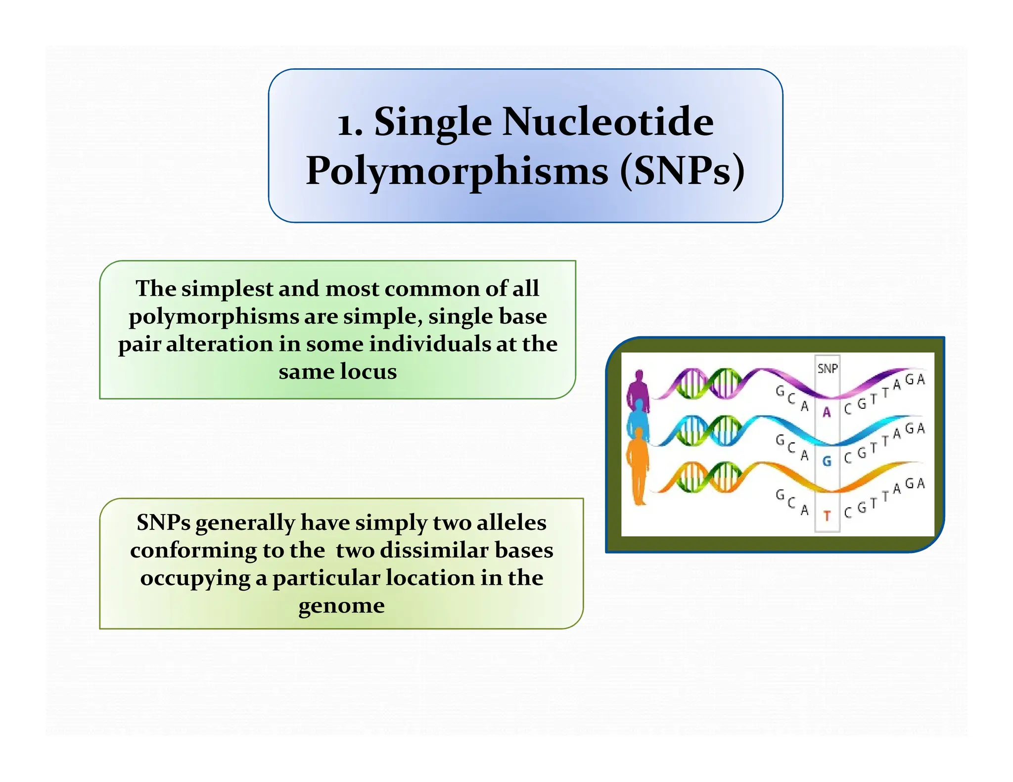 topic- Polymorphism at dna level cytogenetics | PDF