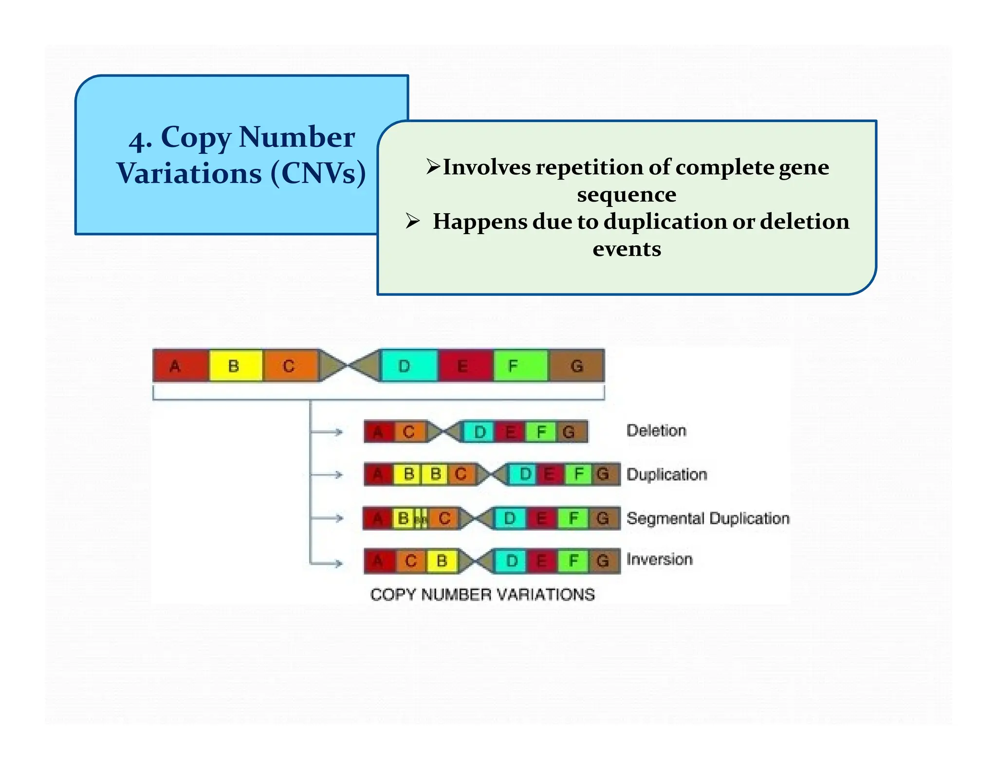 topic- Polymorphism at dna level cytogenetics | PDF